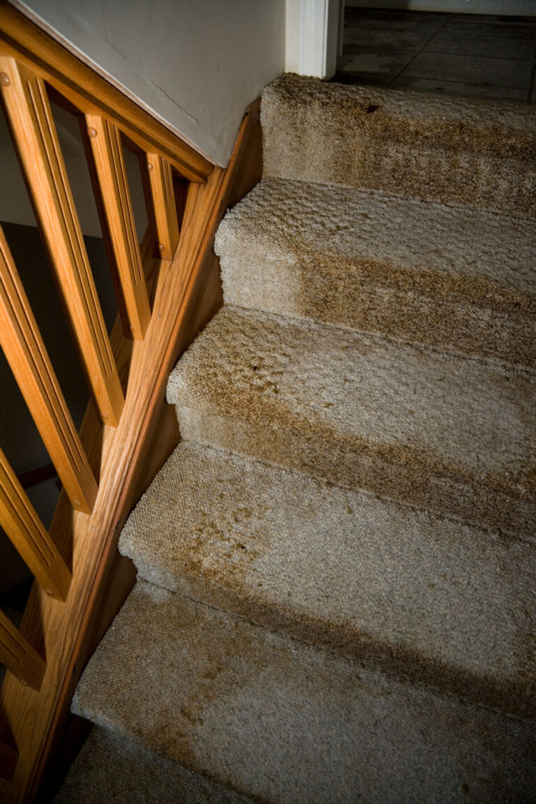 Carpet Water Damage | How to Dry Wet Carpet